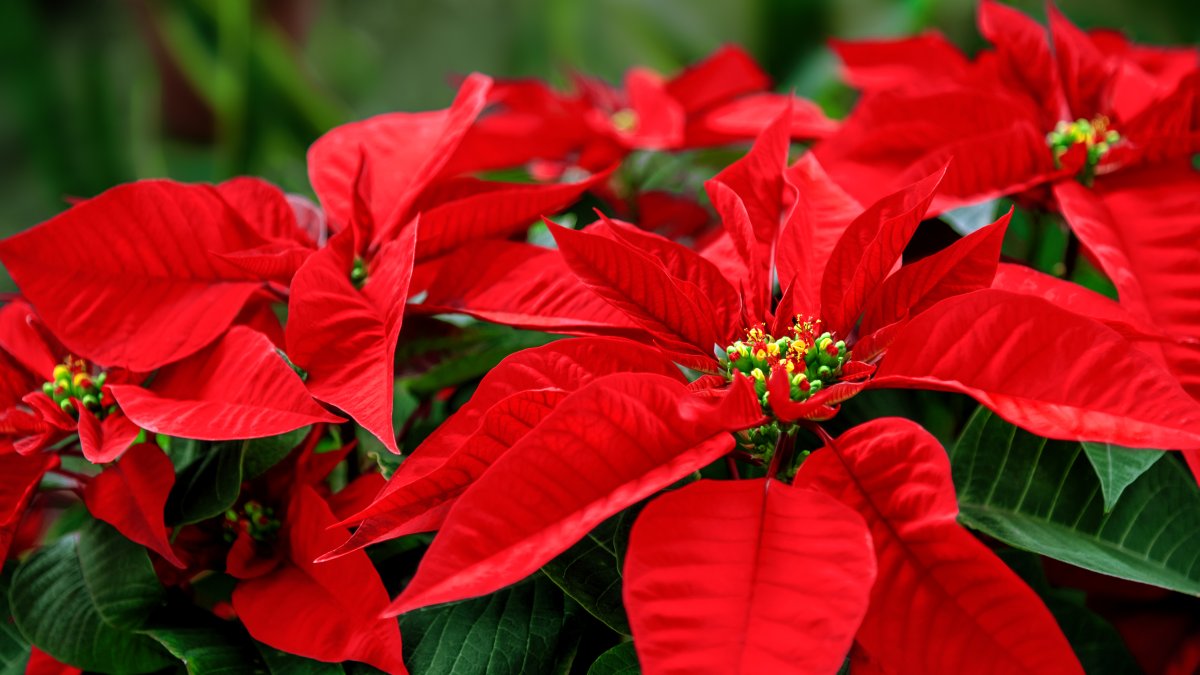 The poinsettia’s name and origins get newfound attention – NBC Los Angeles