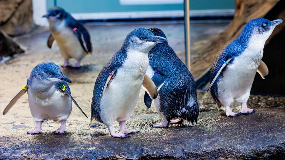 A quintet of cobalt cuties just waddled into the ‘Little Blue Penguins ...