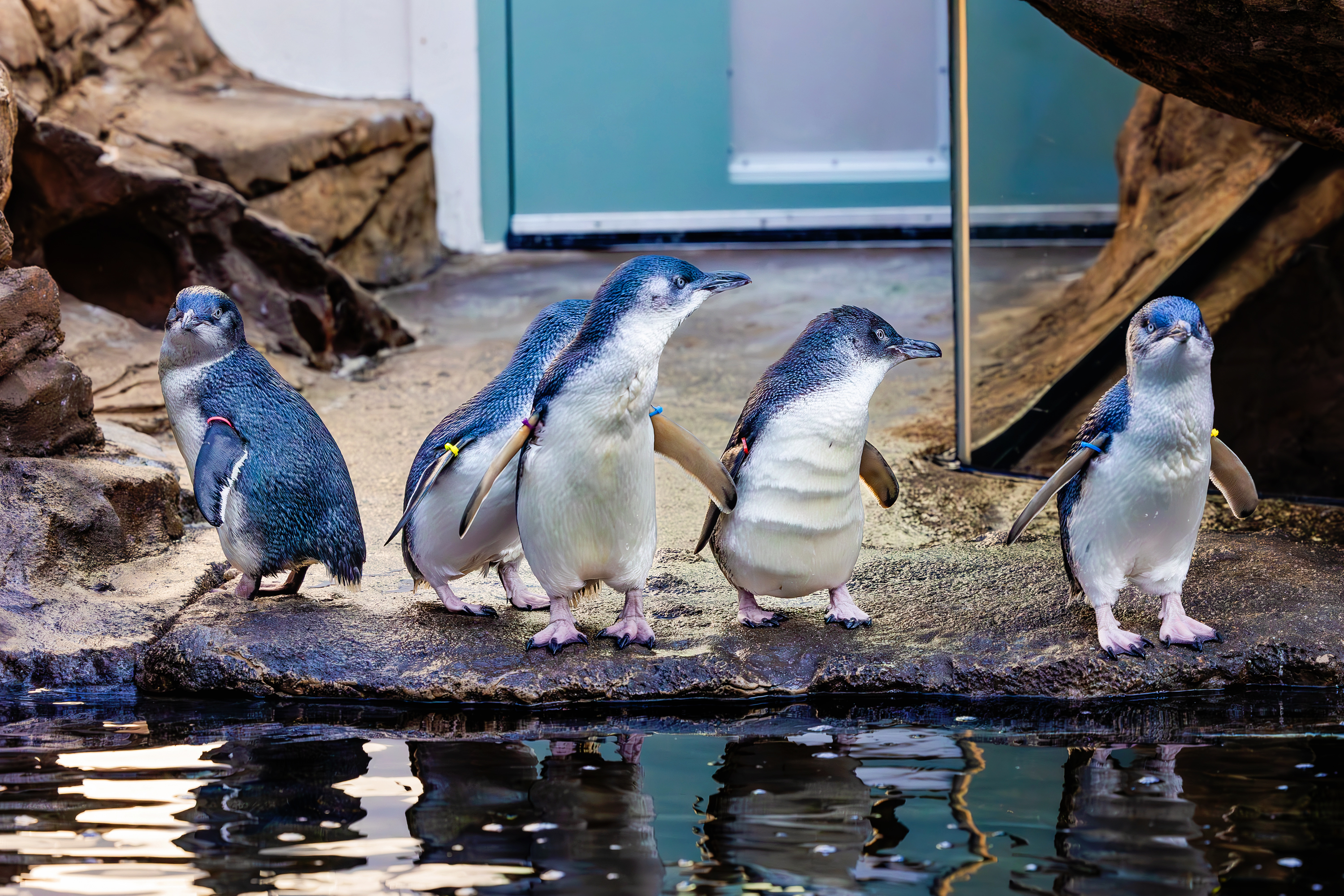 A quintet of cobalt cuties just waddled into the ‘Little Blue Penguins ...