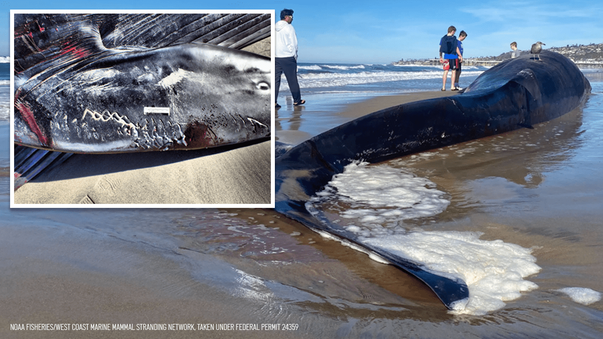 Beached whale in Pacific Beach may have died from orca bites: NOAA ...