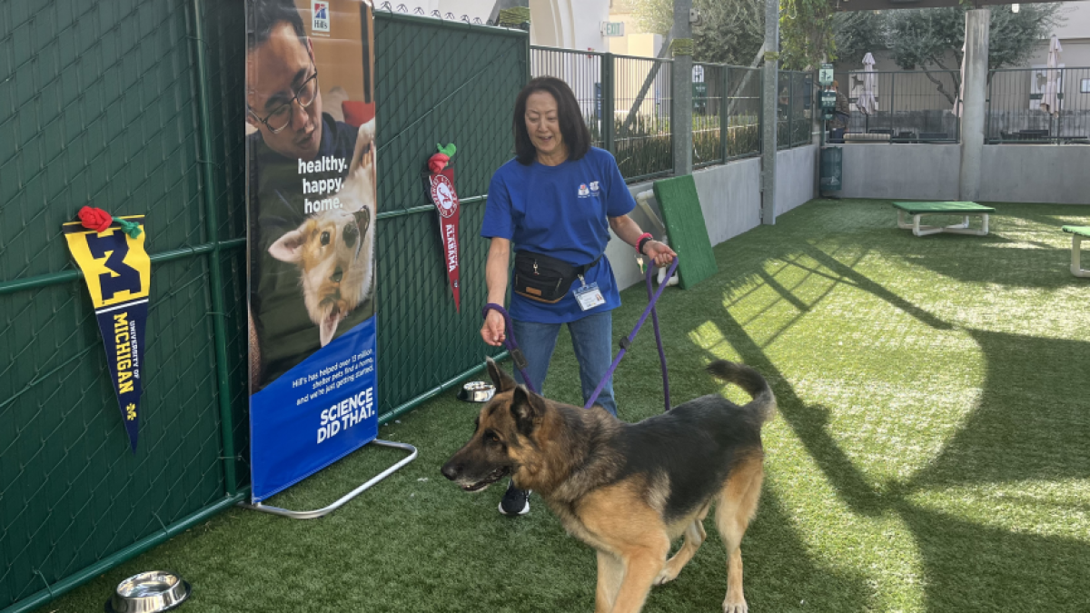 Pasadena Humane: Adoptable Dogs and the 2024 Rose Bowl Prediction – Archyde