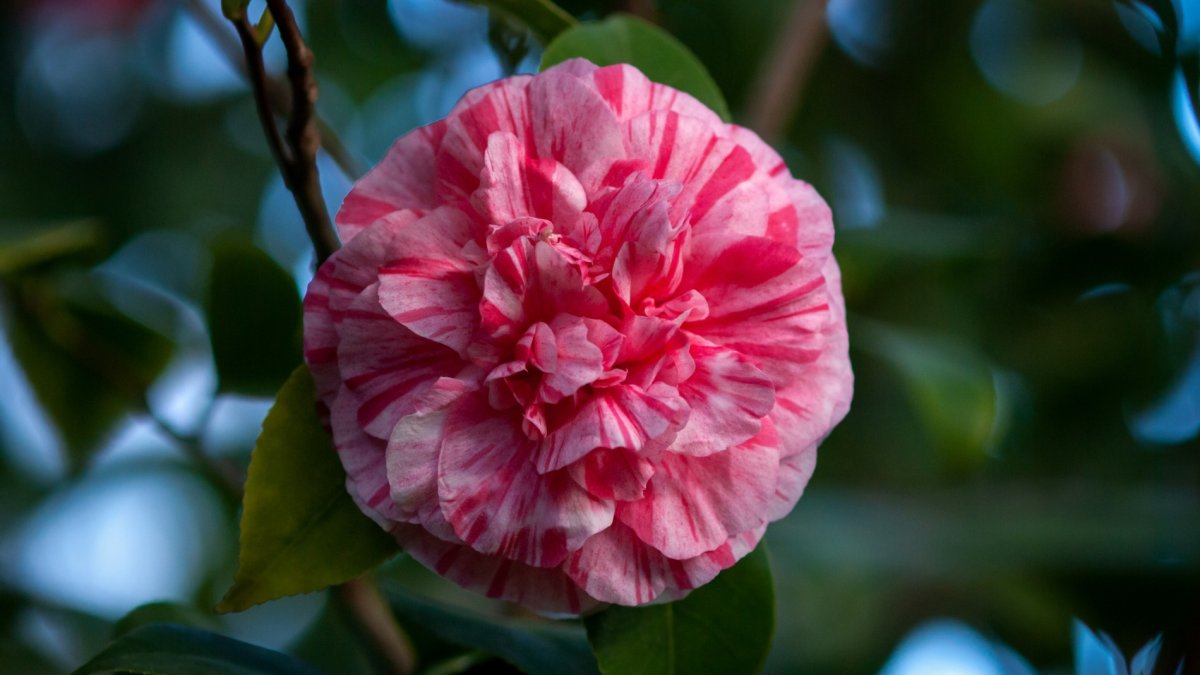 Winter’s flowery VIP, the colorful camellia, is capturing floral ...