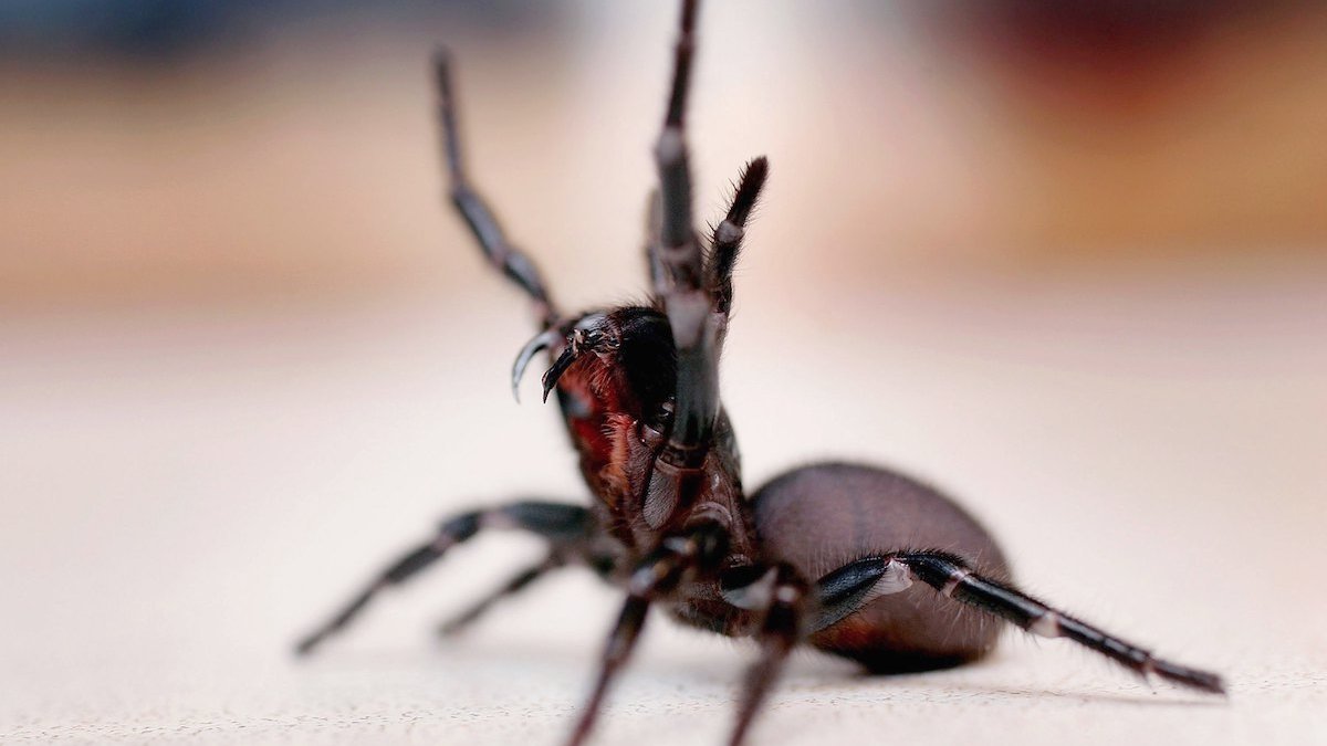 Sydney funnel-web spider ‘Hercules’ sets record for largest – NBC Los ...