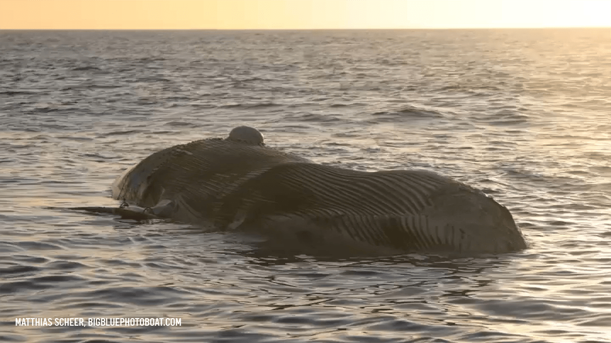 Whale that washed ashore in San Diego is likely still floating at sea – NBC Los Angeles