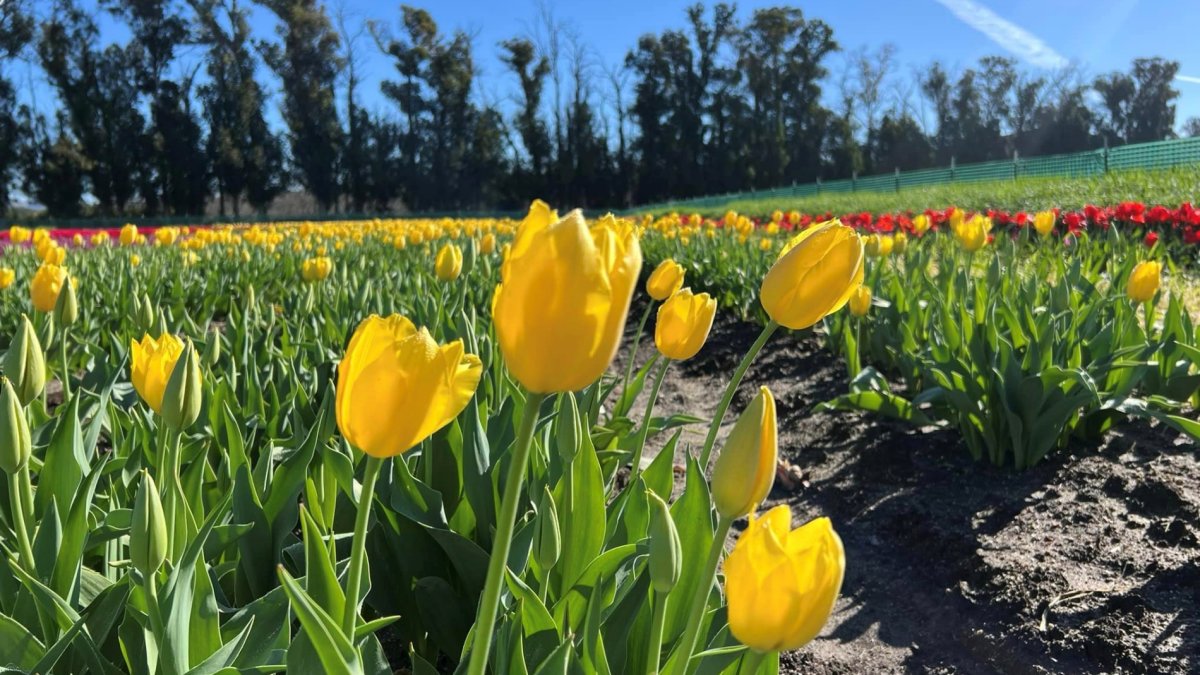 A ‘Tulip Garden Experience’ is ready to bloom in Moorpark – NBC Los Angeles