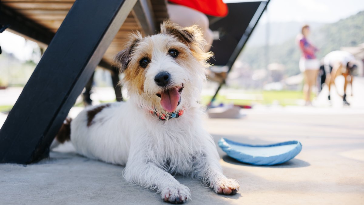 What’s the latest with the mystery dog illness that starts with a cough ...