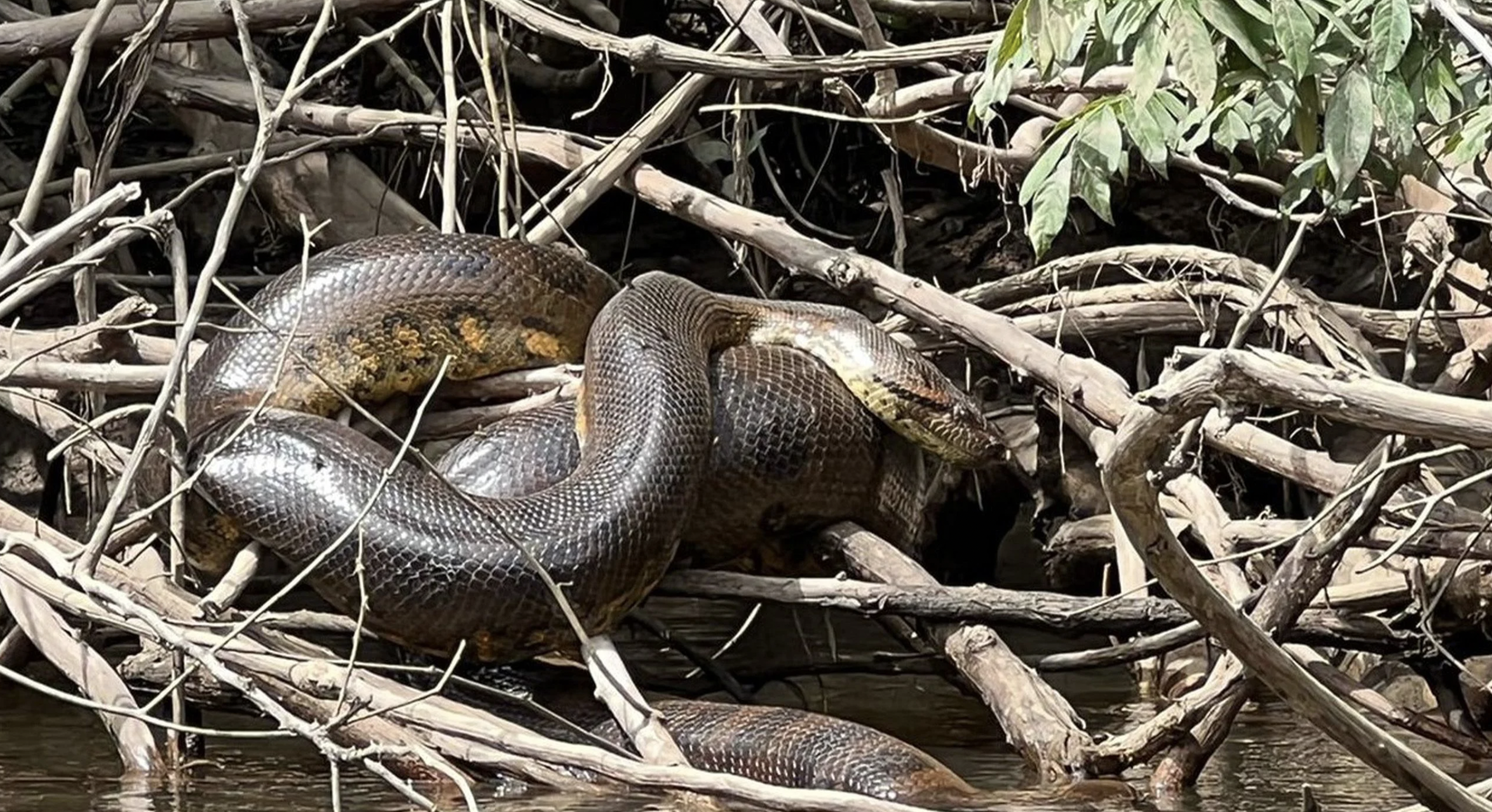 New anaconda species discovered in the Amazon while filming Nat Geo ...