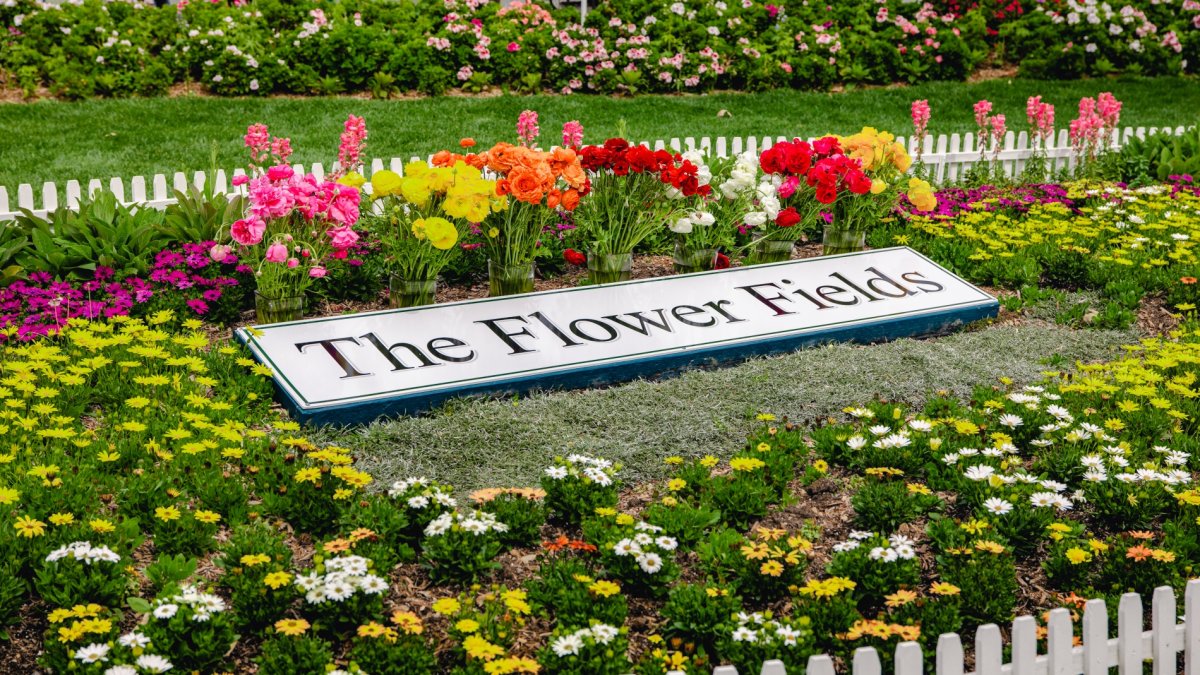 The Flower Fields are opening, along with a colorful calendar of ...