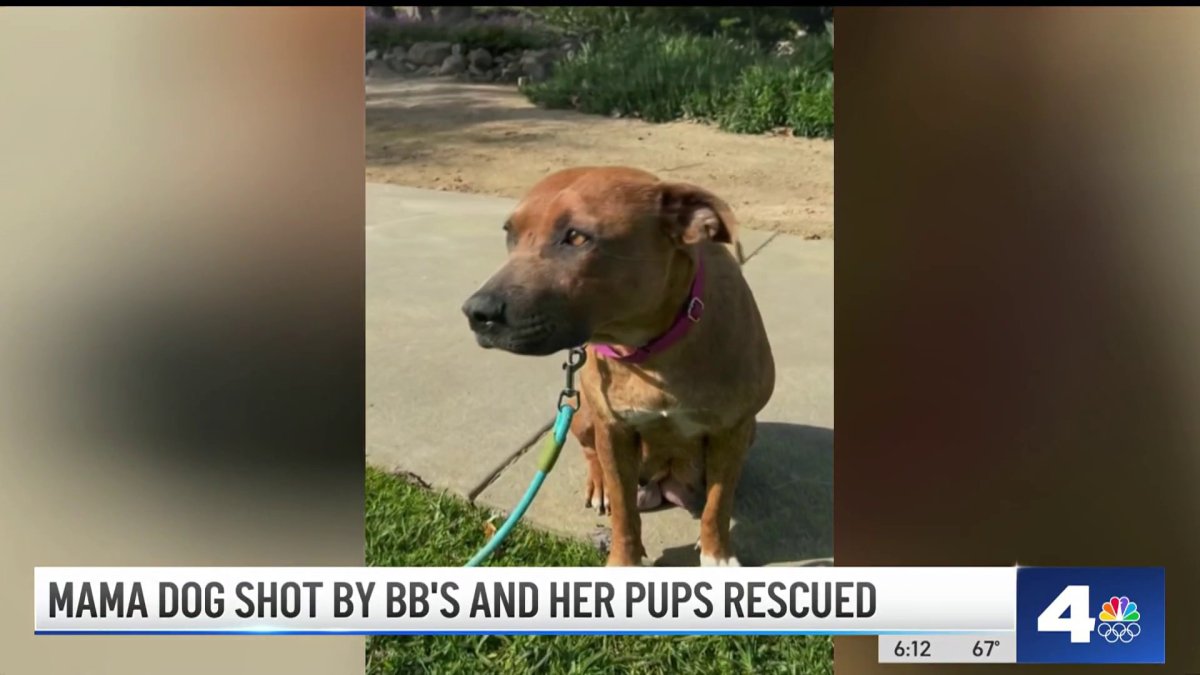 Mama dog with BB gun injuries rescued along with her puppies – NBC Los ...