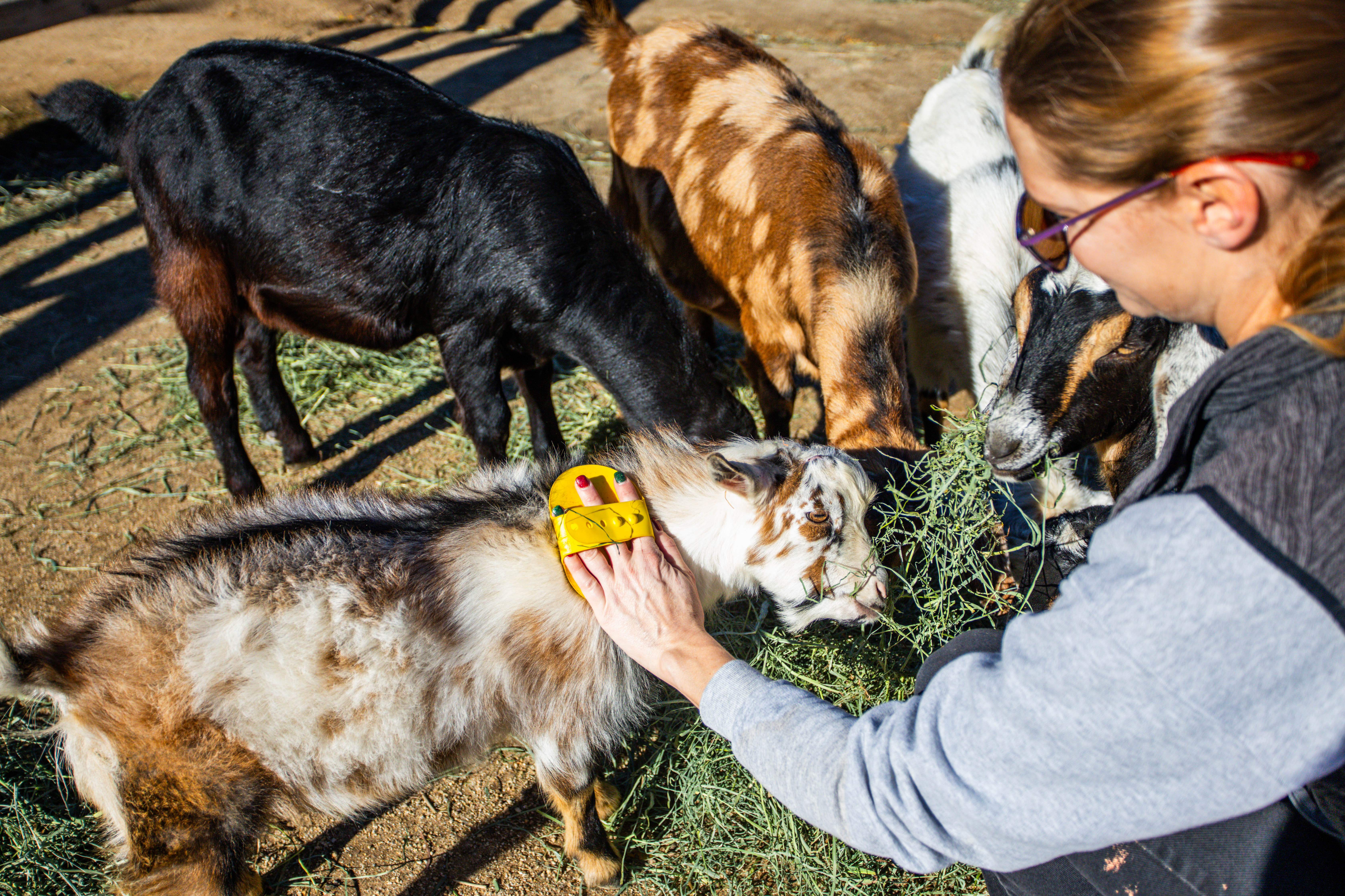 Goats have got us: Find baby goats, goat yoga, and mini goat brushing ...