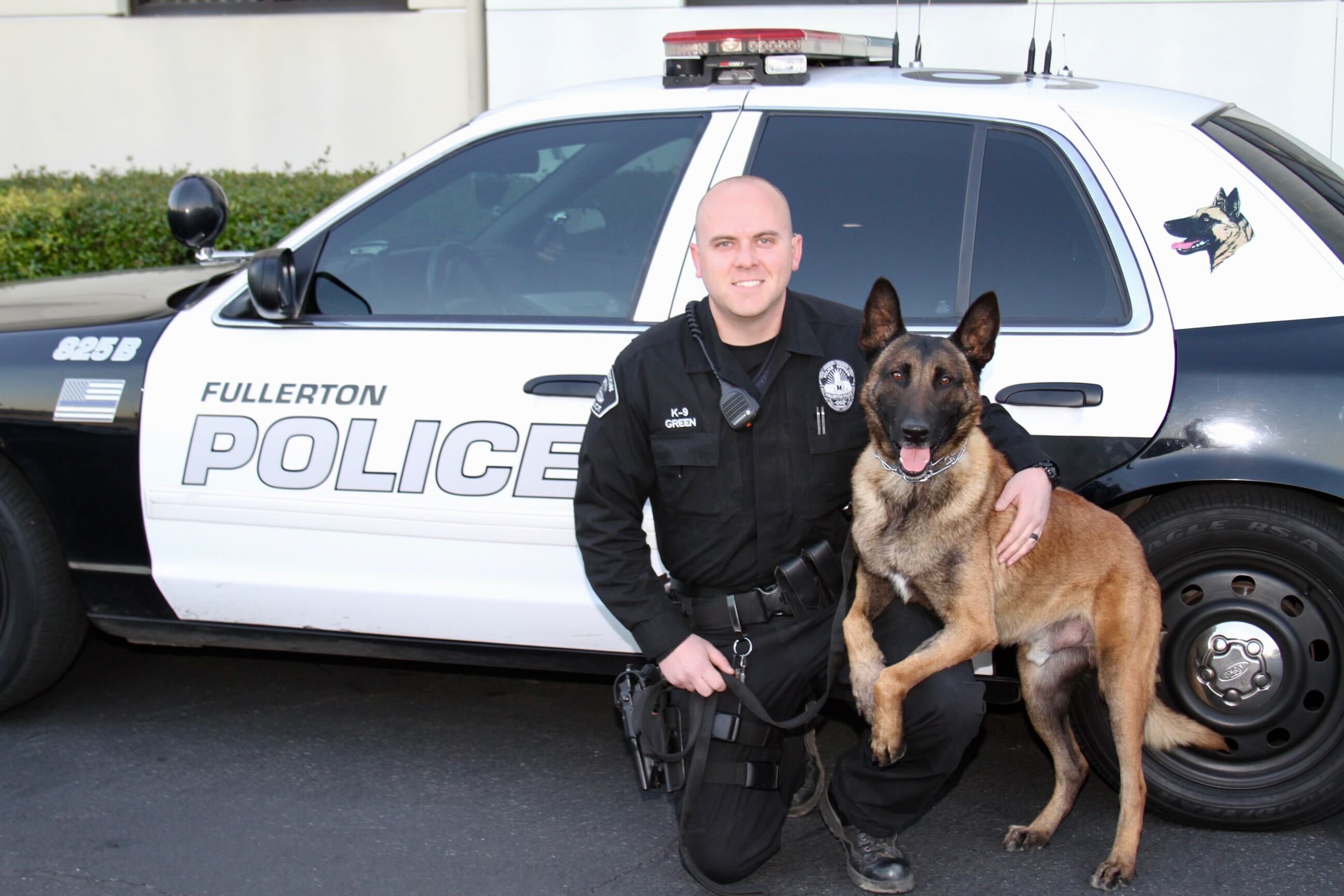 Retired Fullerton Police K-9 Titan undergoing cancer treatment – NBC ...