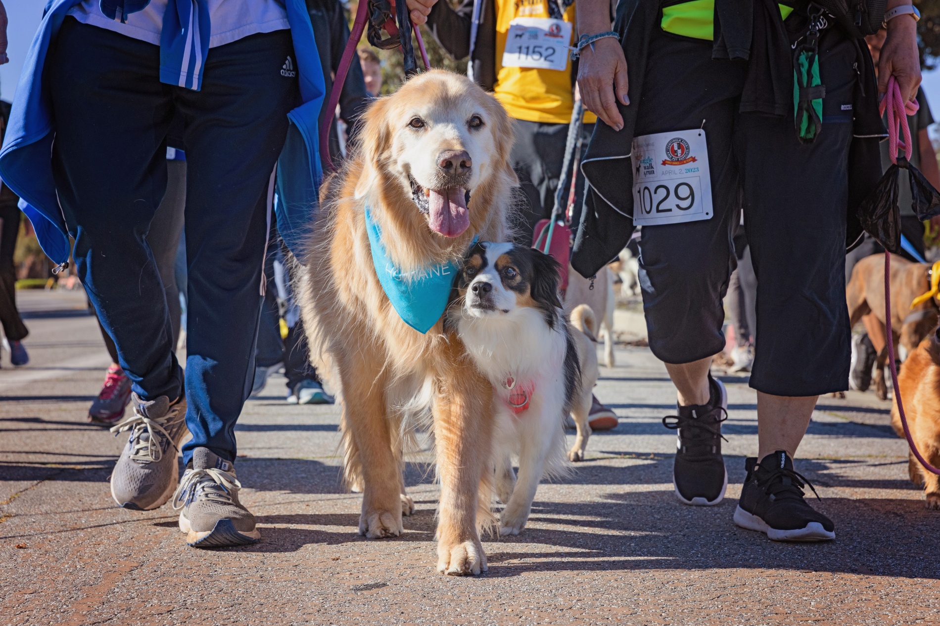 Fido fans are fundraising for the Wiggle Waggle Walk, a pup-lifting ...