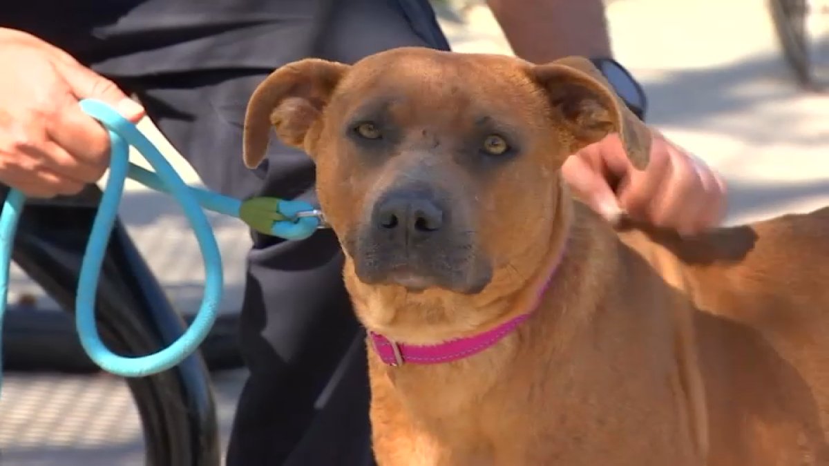 Dog shot by BB gun now looking for forever home in Mission Viejo – NBC ...