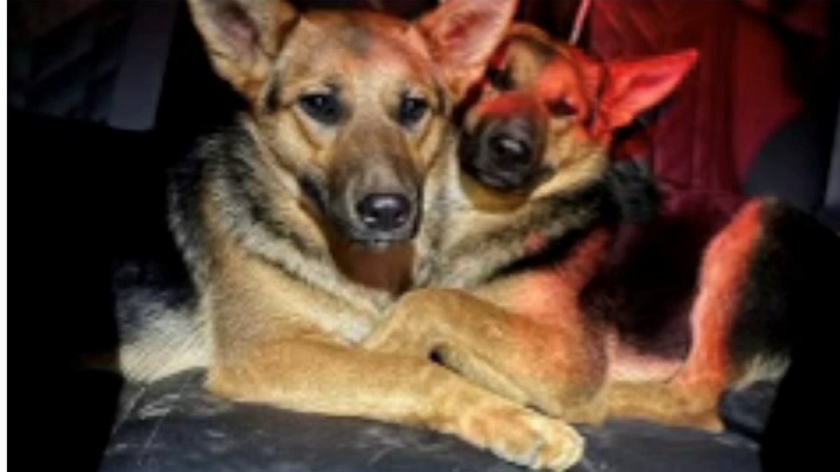 Bags, barrels of dead puppies discovered in Acton – NBC Los Angeles