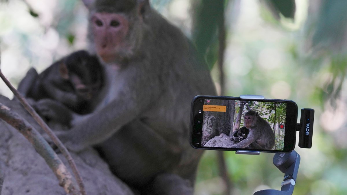 YouTubers increasingly abuse monkeys at the Angkor UNESCO site for ...