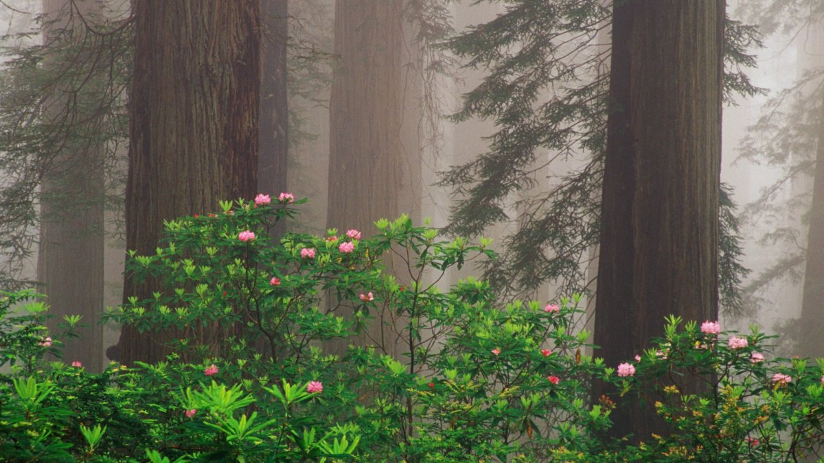 Admire two botanical besties — redwoods and rhododendrons — on a ...