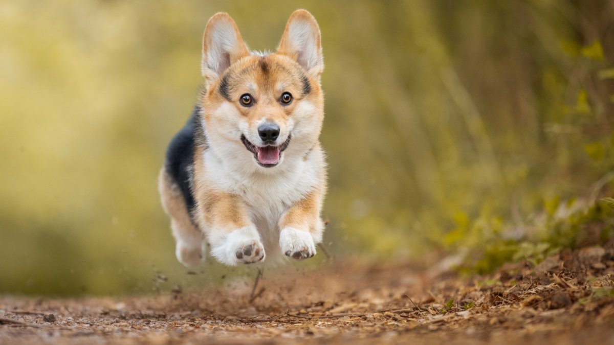 Cheer on quick Corgis at Santa Anita Park – NBC Los Angeles