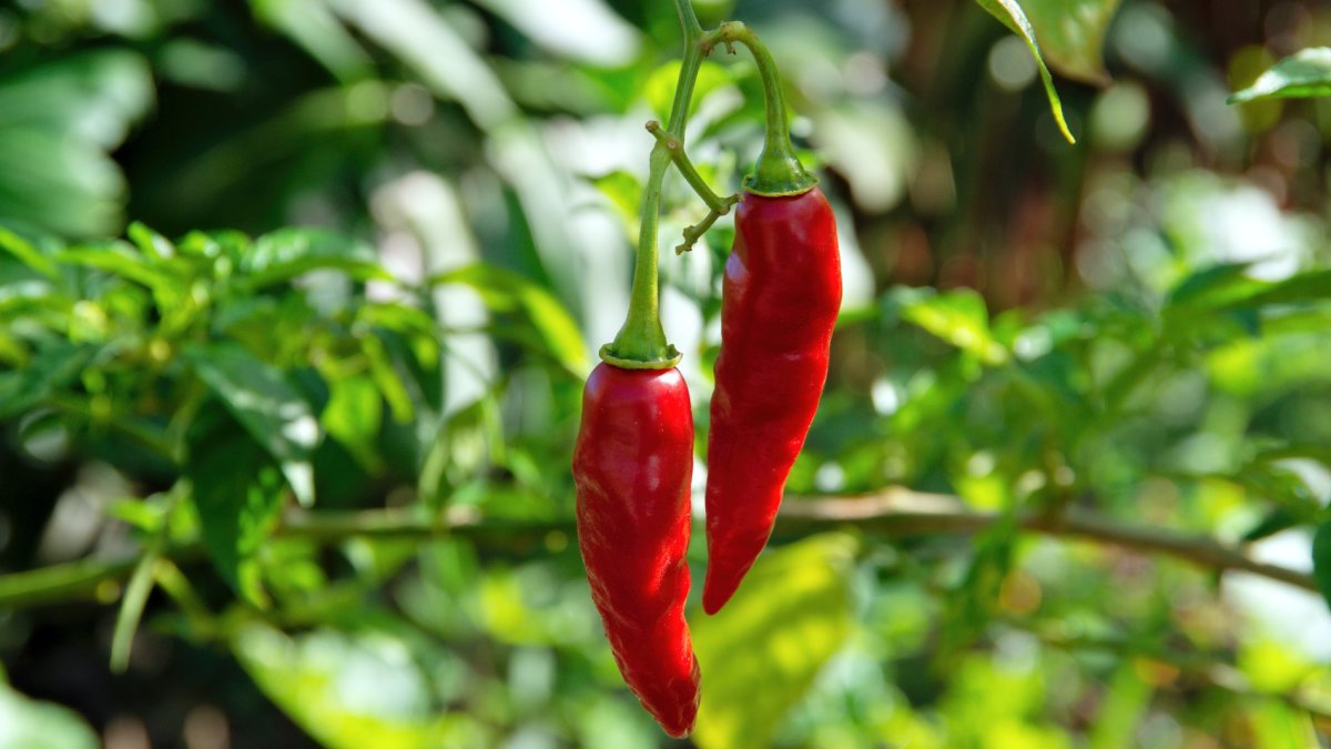 Hot stuff: ‘Peppermania’ and ‘Pepperzania’ are bringing the heat to ...