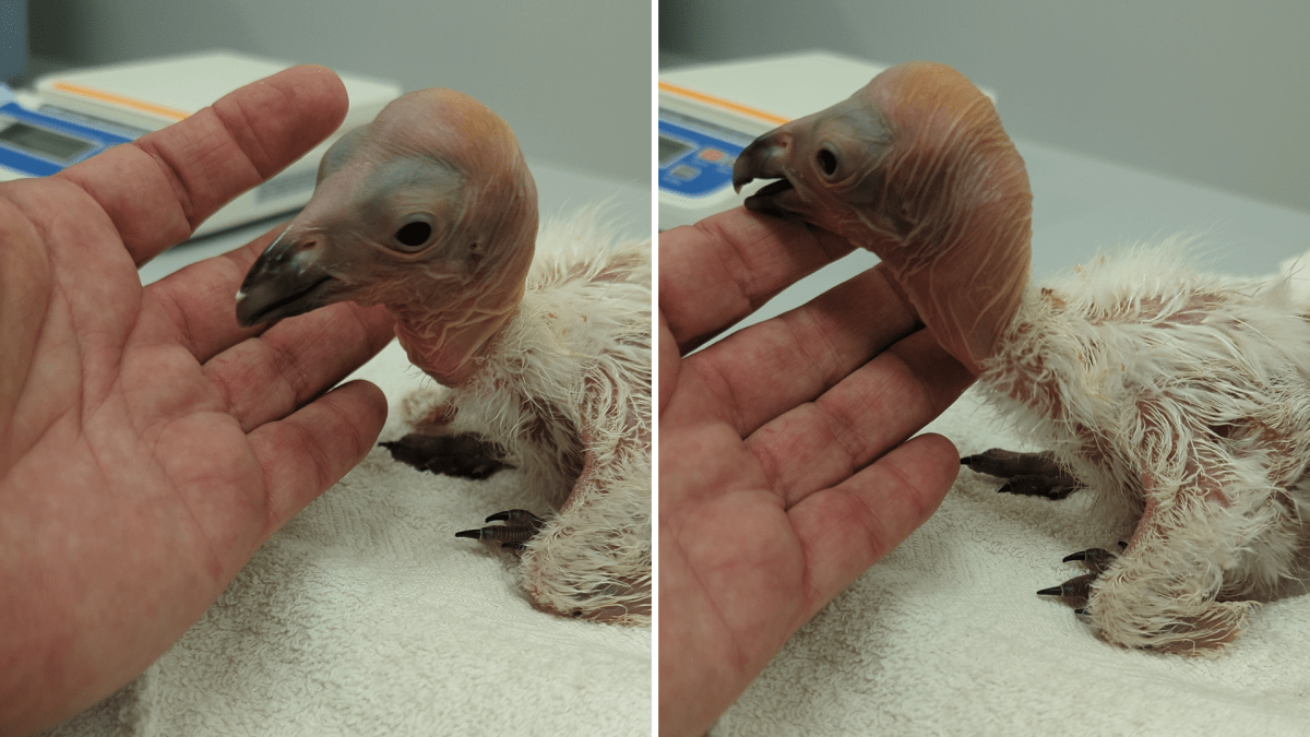 5 California condor chicks hatched at Los Angeles Zoo – NBC Los Angeles