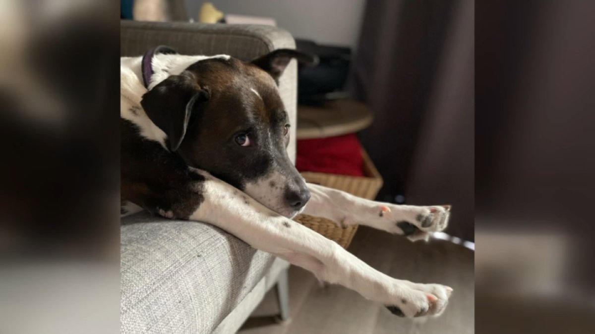 West Hollywood welcomes a new furry mayor: Winnie the canine diva – NBC ...