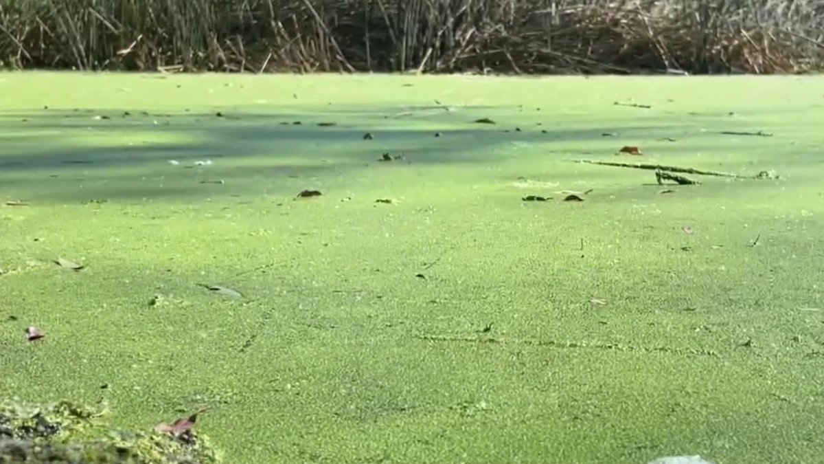 Toxic algae bloom impacts Southern California lakes – NBC Los Angeles