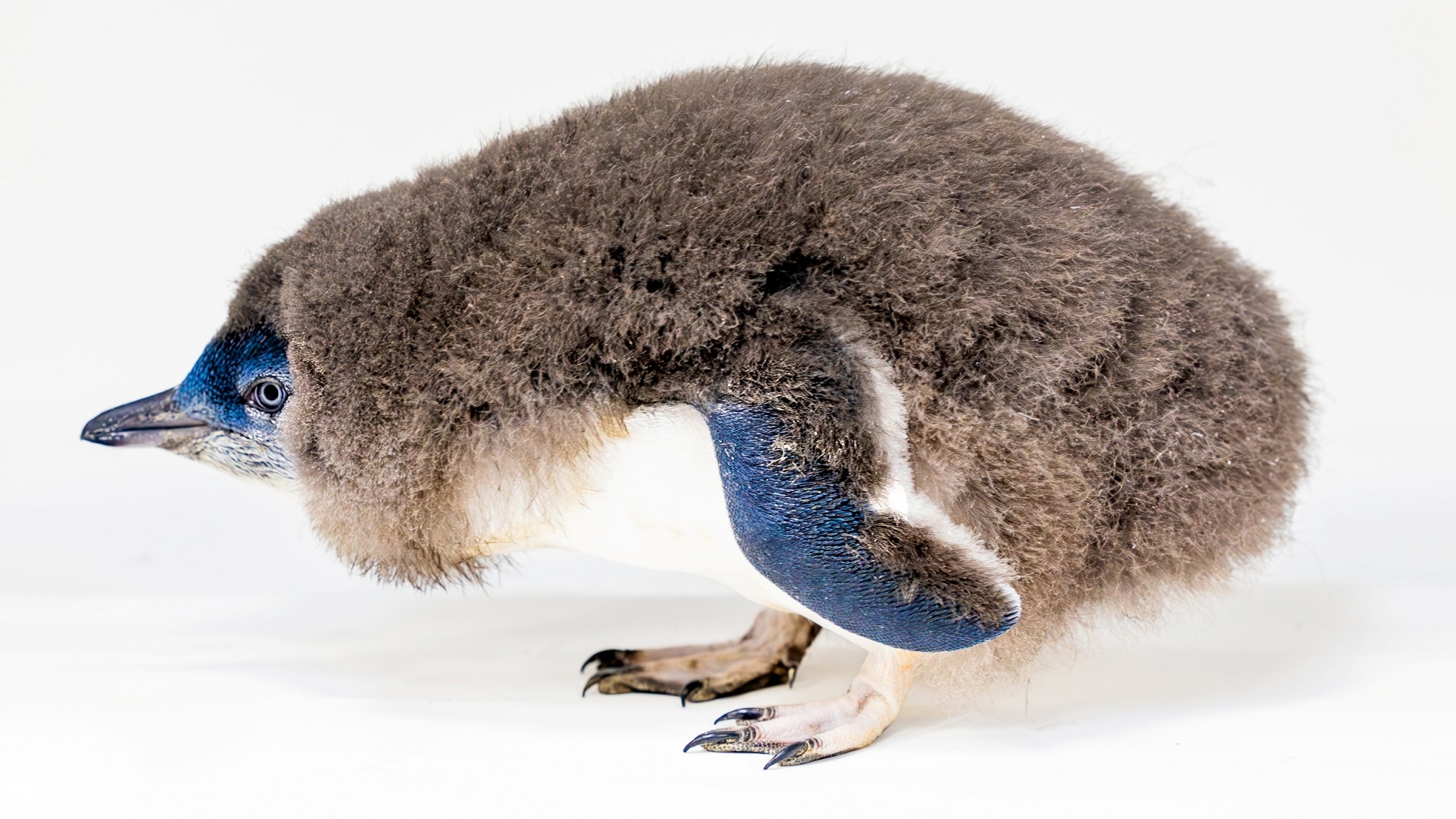 Little Blue Penguin chicks are tugging heartstrings at Birch Aquarium ...