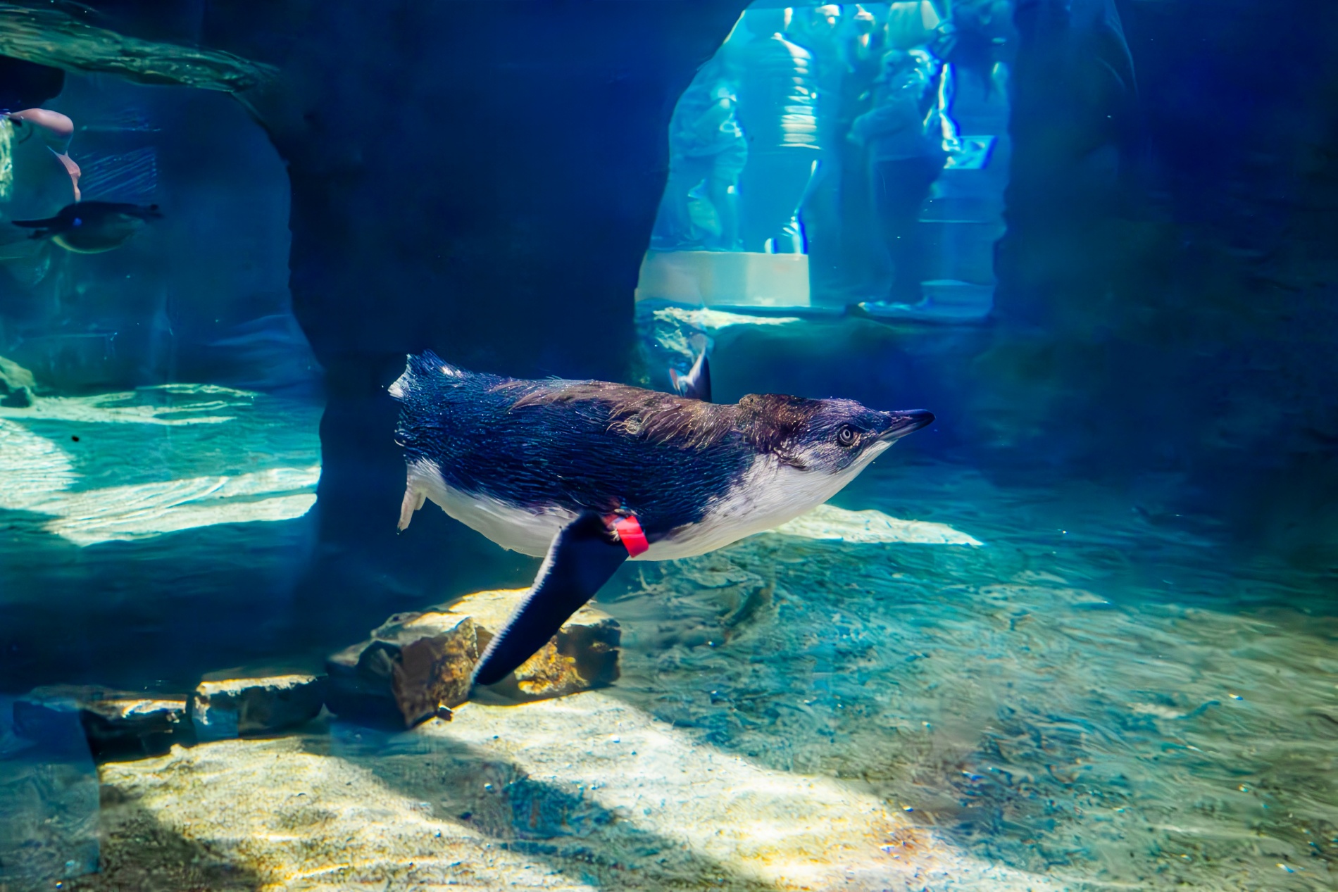 Little Blue Penguin chicks are tugging heartstrings at Birch Aquarium ...