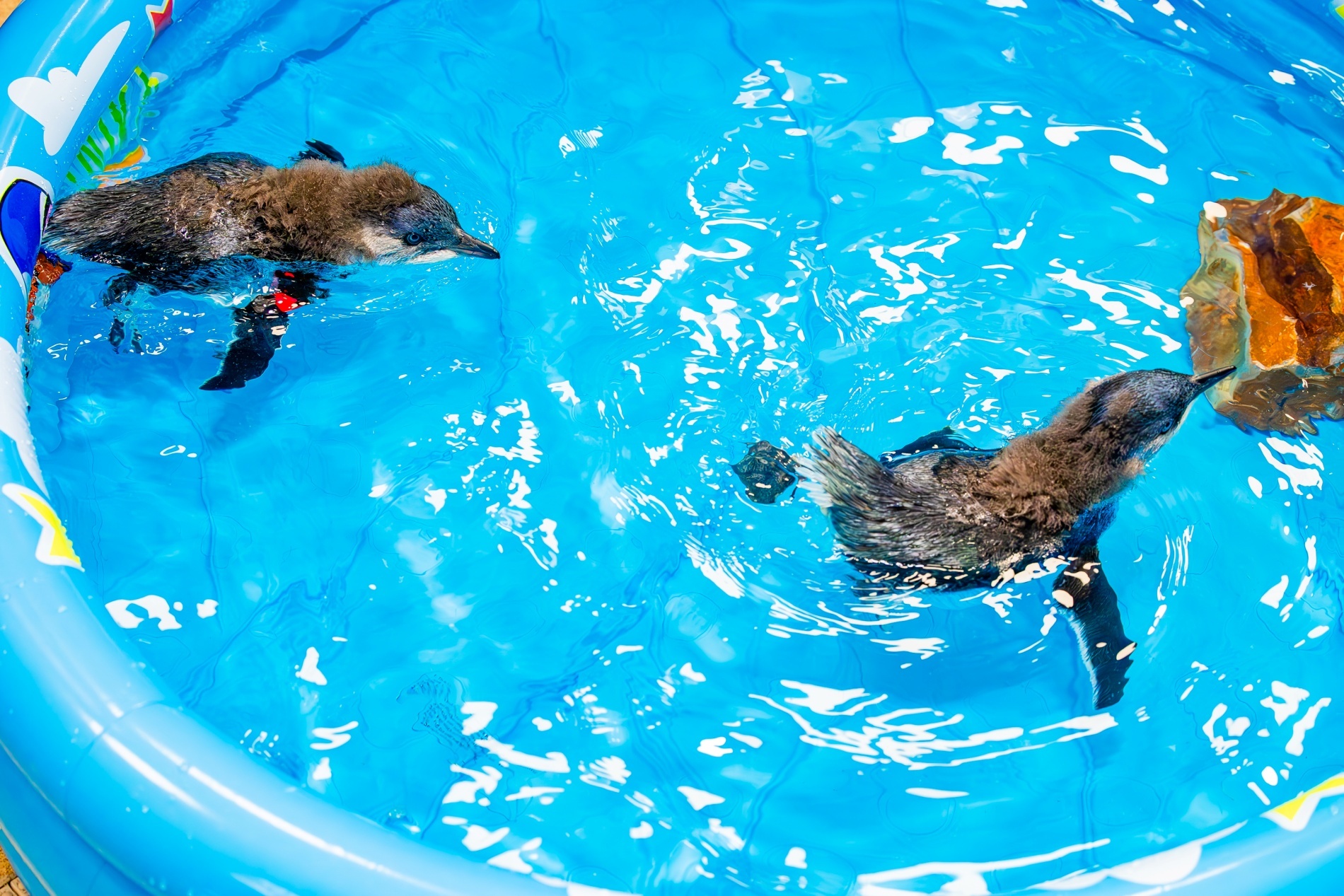 Little Blue Penguin chicks are tugging heartstrings at Birch Aquarium ...
