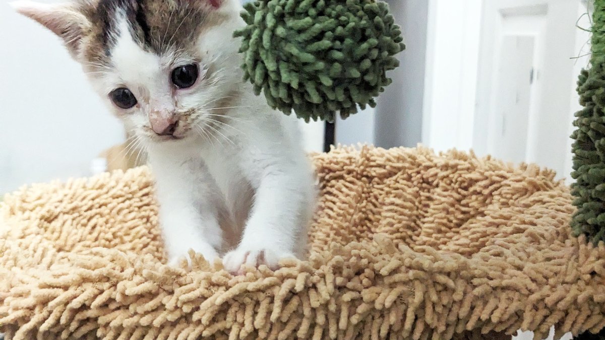 Month-old kitten rescued from Metro C Line train – NBC Los Angeles