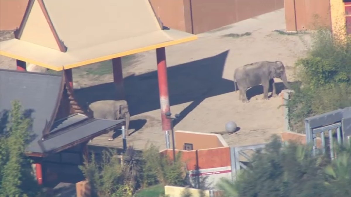 LA Zoo ordered to look into the deaths of two of their elephants – NBC ...
