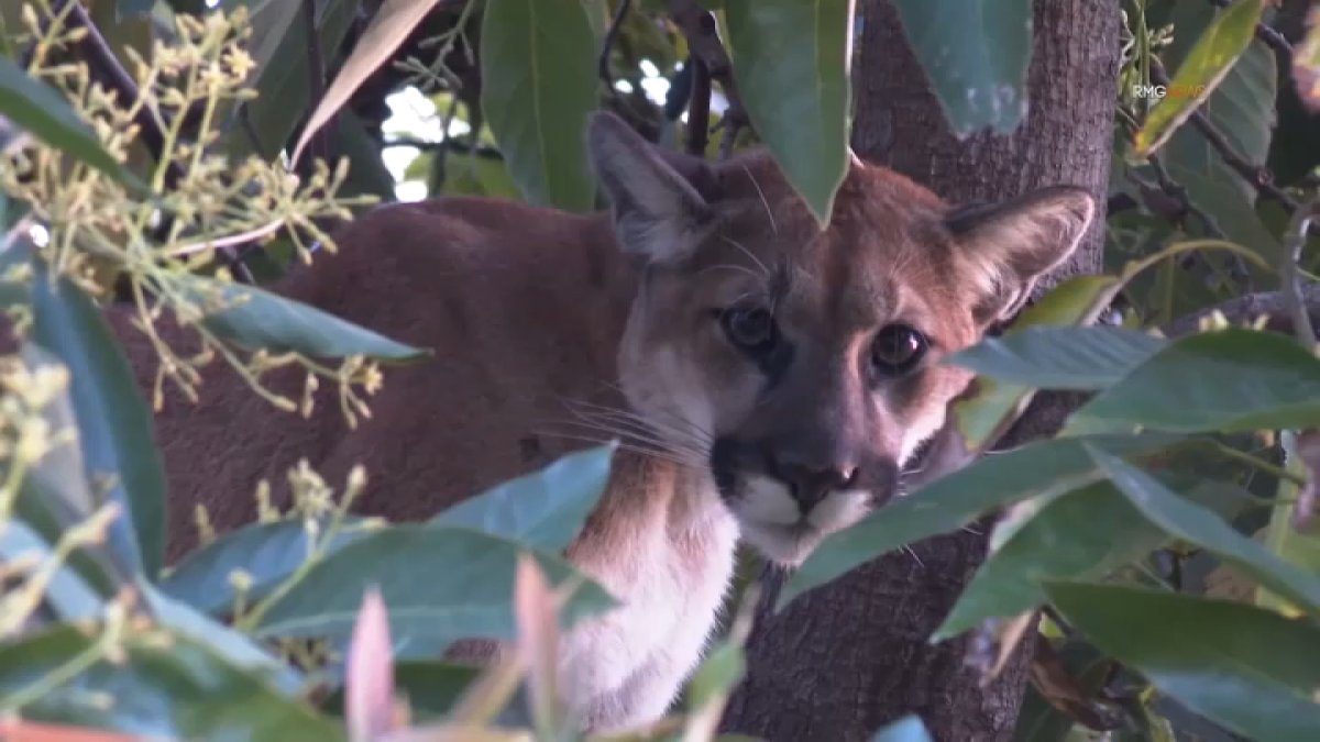 Mountain lion spotted lurking on tree of Woodland Hills home – NBC Los ...