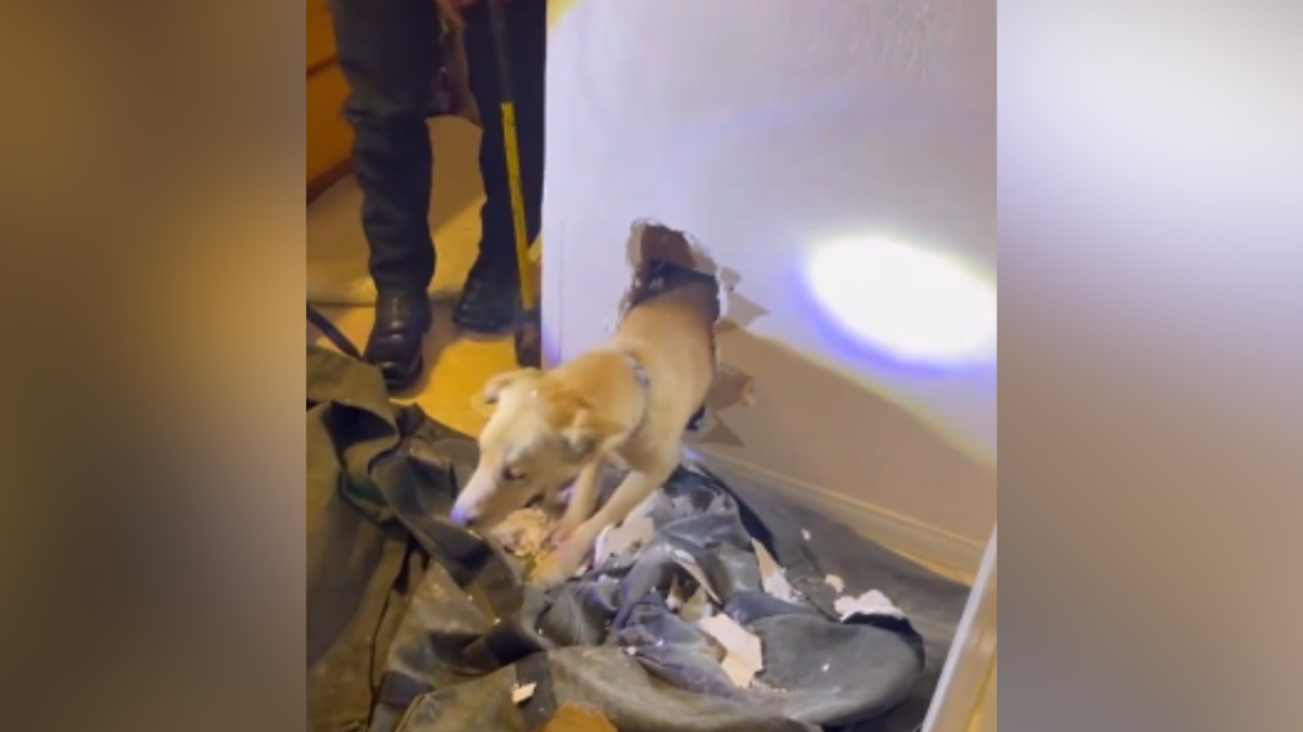 OC firefighters rescue dog stuck in wall of Garden Grove home – NBC Los ...