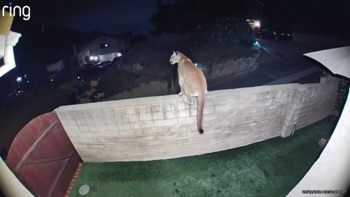 Mountain lion sets off security camera, surprises Agoura Hills couple ...
