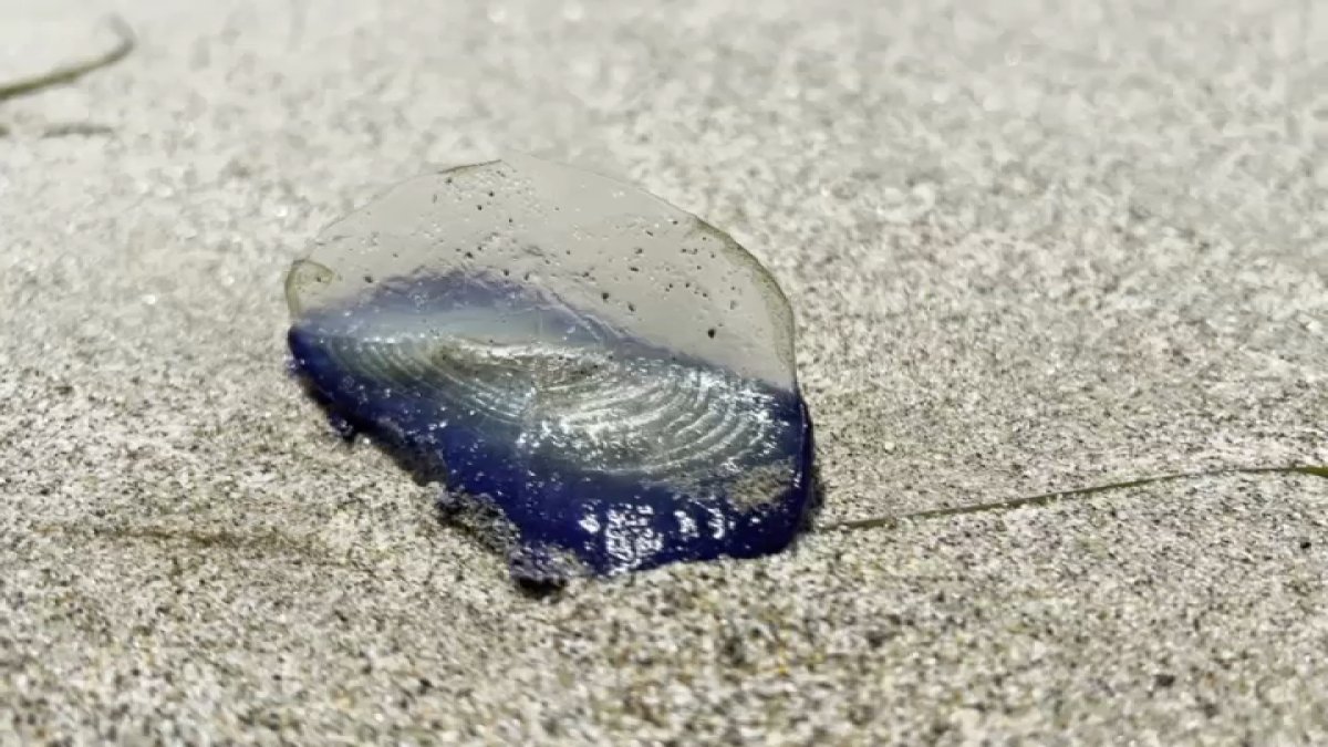 Jelly-like creatures spotted at Southern California beaches – NBC Los ...