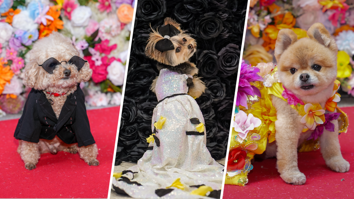Pet Gala 2024: Dogs put their spin on Met Gala designs – NBC Los Angeles