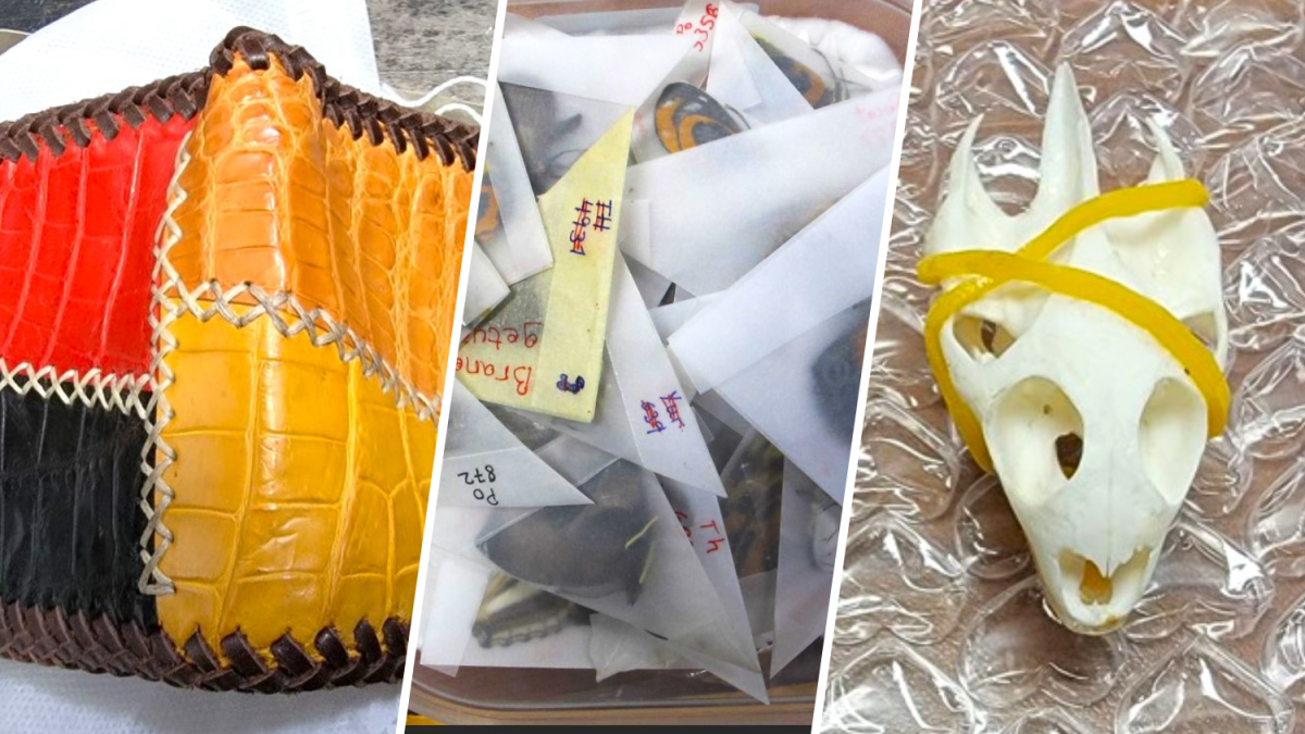 See wildlife contraband products seized at LAX – NBC Los Angeles