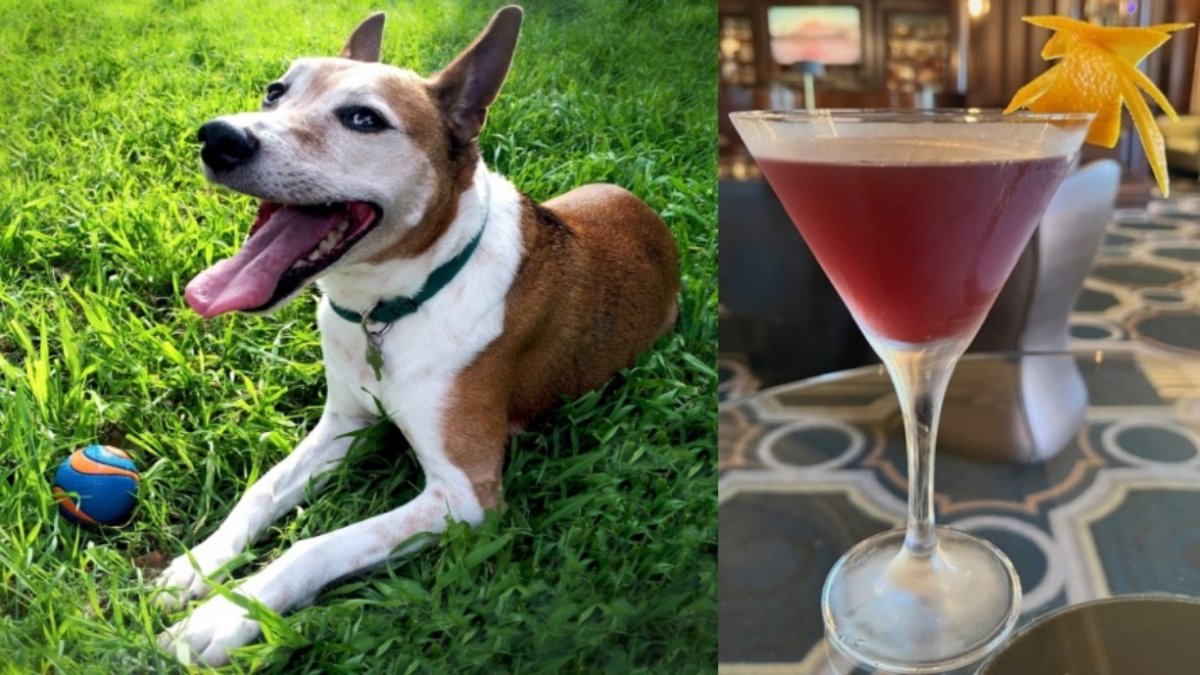 Sip a cocktail and help pups during the ‘Dog Days of Summer’ – NBC Los ...