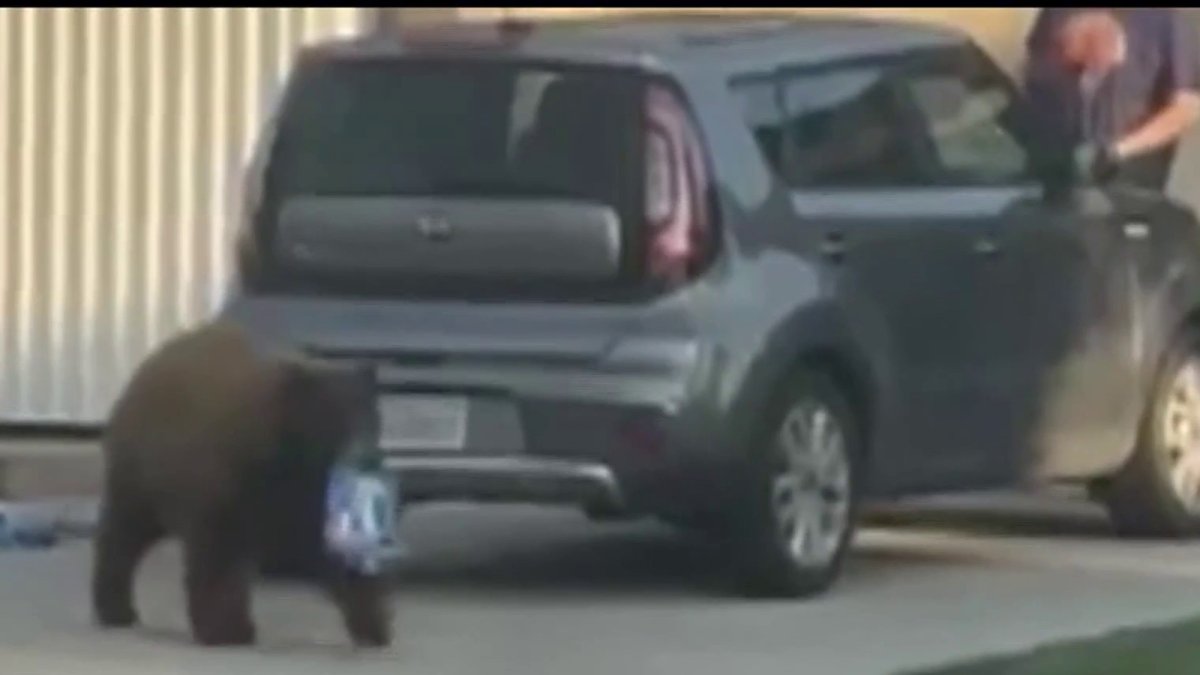 LA County approves plan to address increase in bear sightings – NBC Los ... LA County approves plan to address increase in bear sightings – NBC Los ...