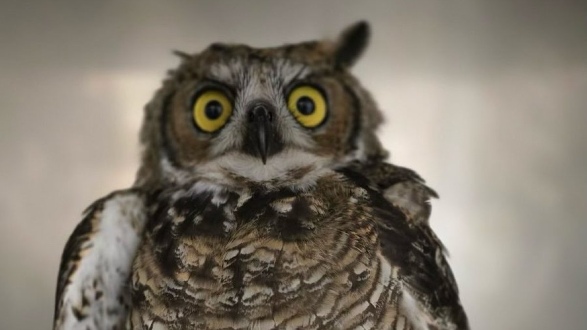 Watch: Orange County firefighters rescue owl stuck in tree – NBC Los ...