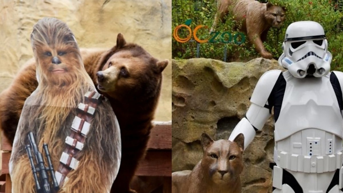 OC Zoo goes galactic for its annual ‘Star Wars Day’ – NBC Los Angeles
