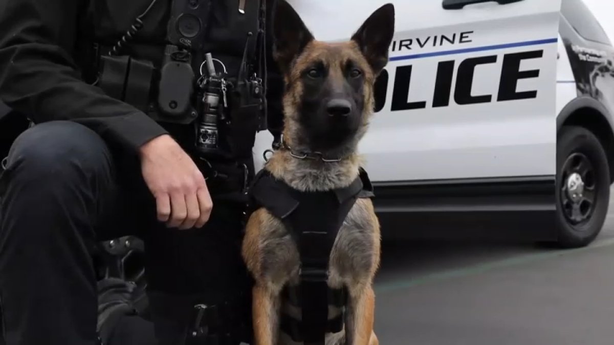 Meet Officer Zeke: Irvine Police Department’s new, handsome K-9 – NBC ...