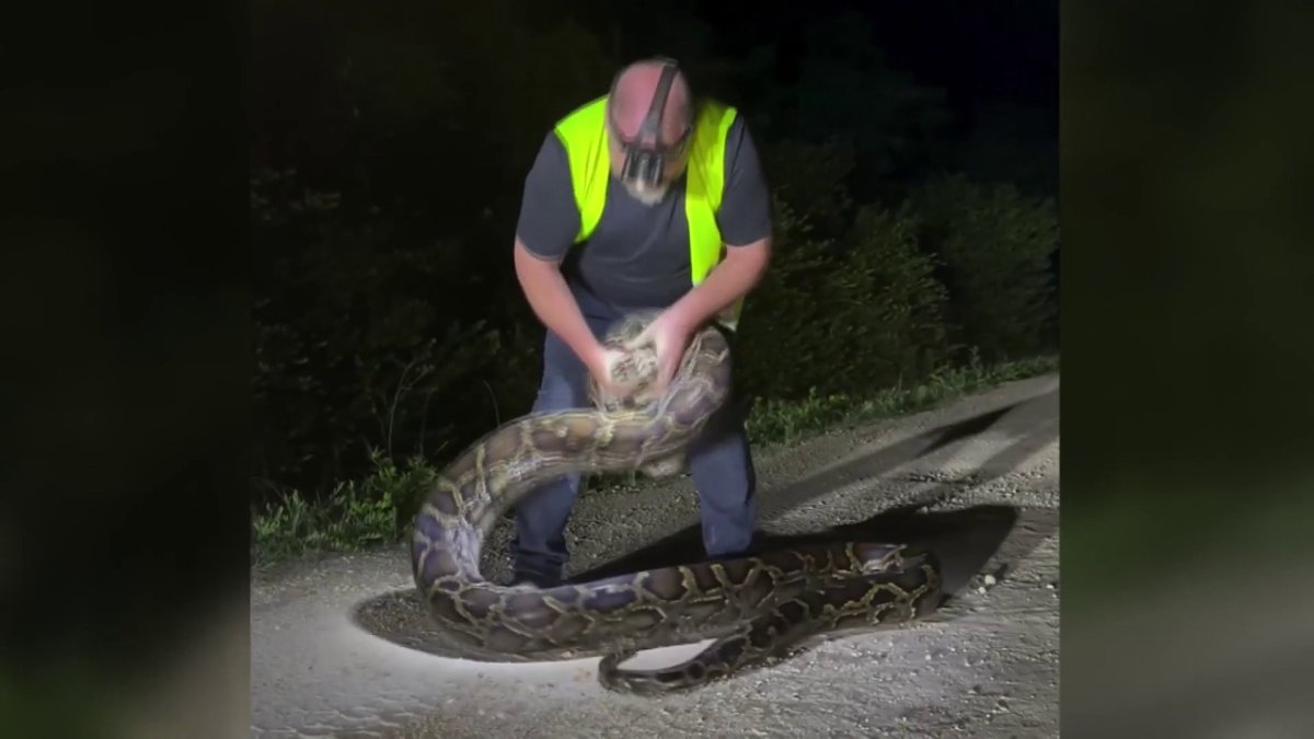 Video: 17-foot python caught in the Everglades – NBC Los Angeles