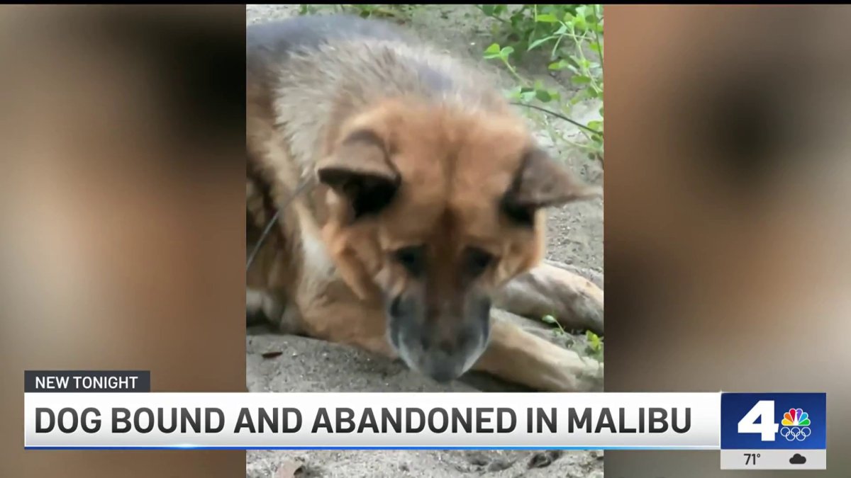 Dog bound and abandoned in Malibu – NBC Los Angeles