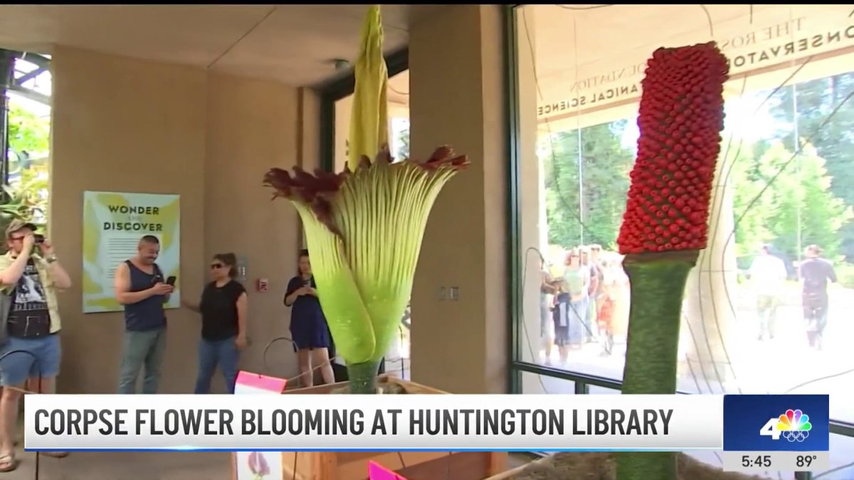 Corpse flower blooming at Huntington Library – NBC Los Angeles