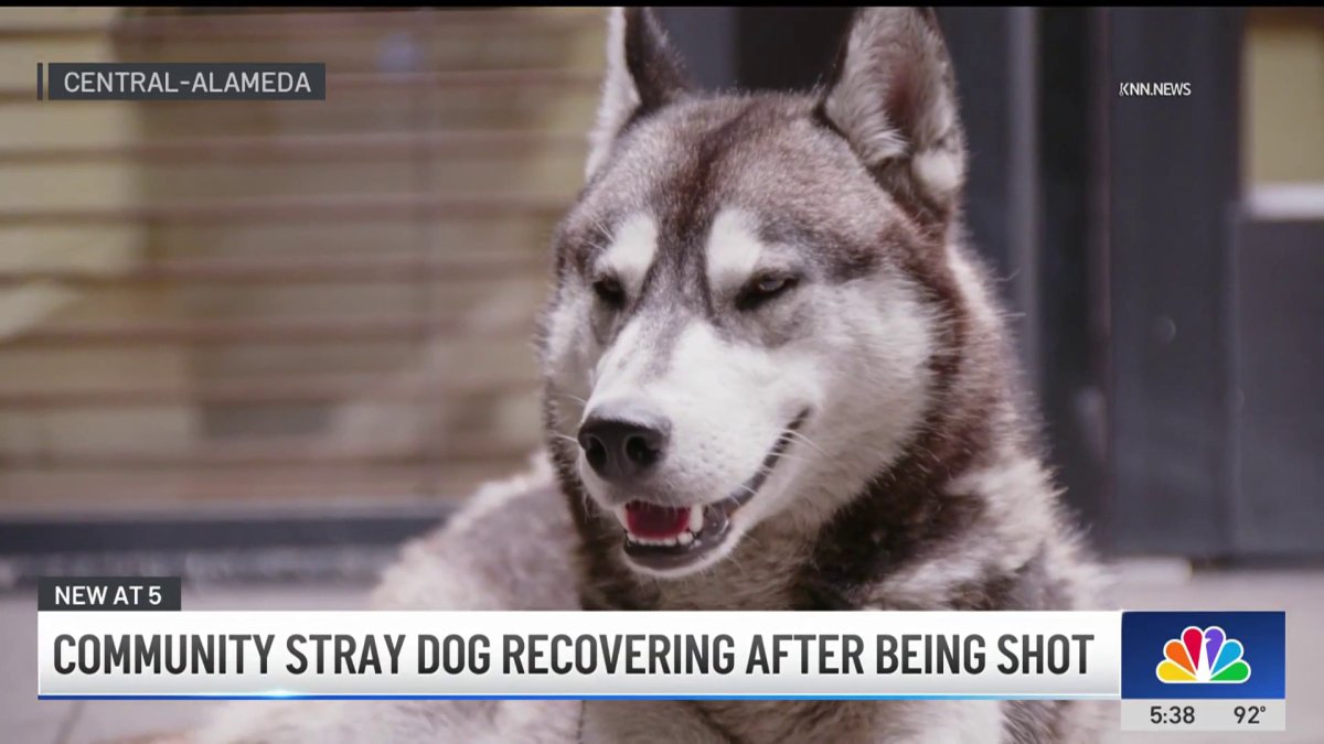 Husky recovering after being shot in South Los Angeles – NBC Los Angeles
