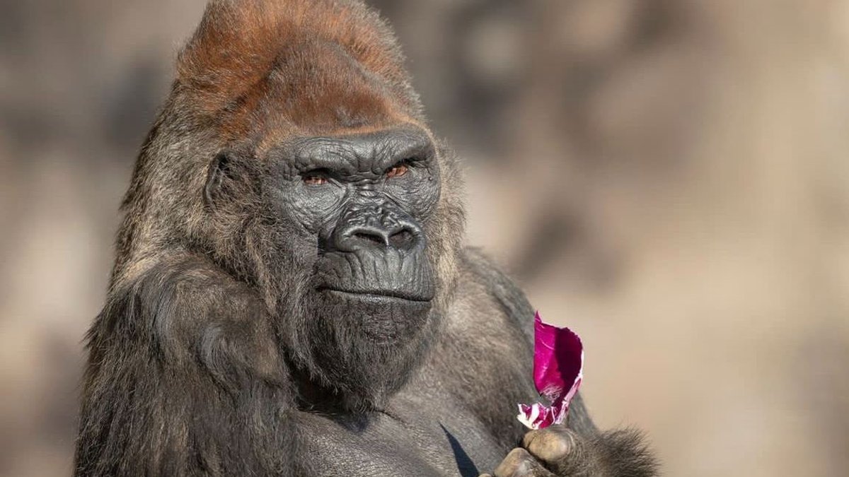 San Diego Zoo Safari Park’s beloved silverback gorilla dies at 52 – NBC ...