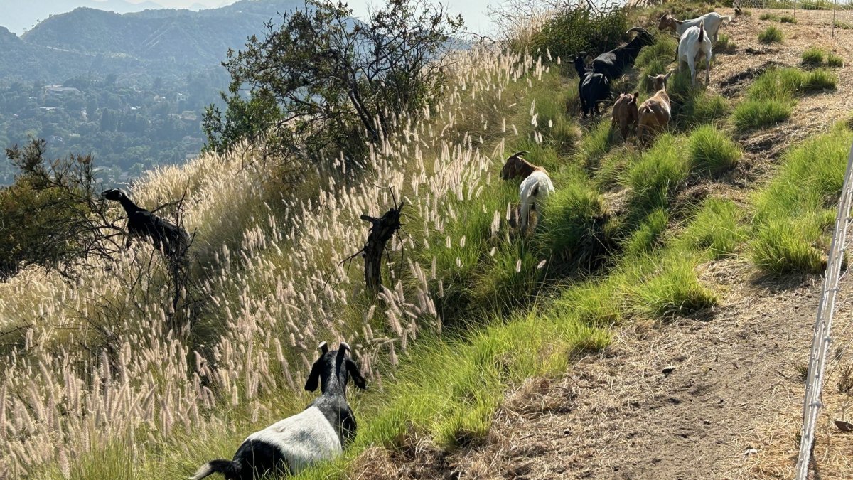 Hungry goats helping Glendale mitigate wildfire risks – NBC Los Angeles