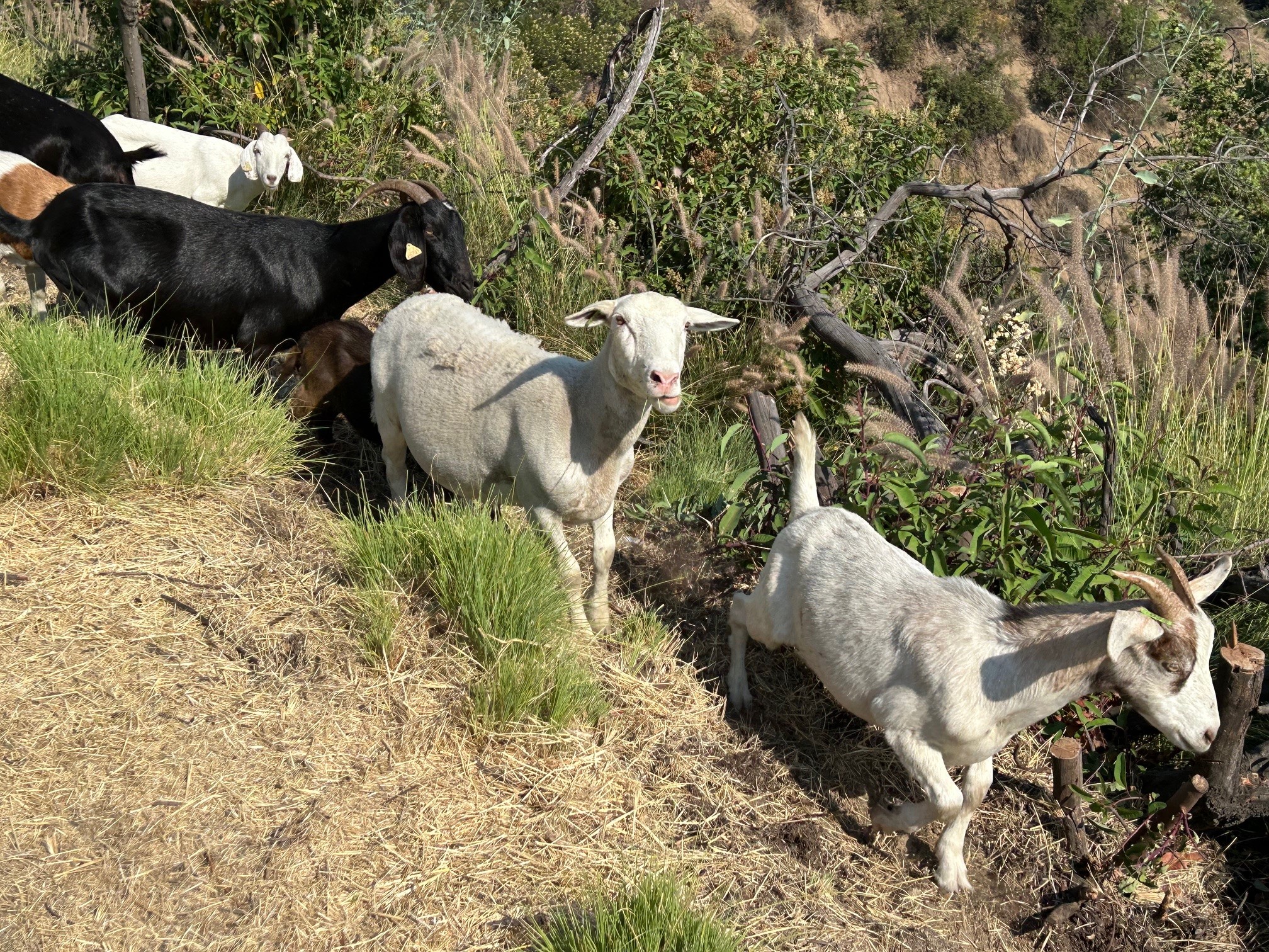 Hungry goats helping Glendale mitigate wildfire risks – NBC Los Angeles
