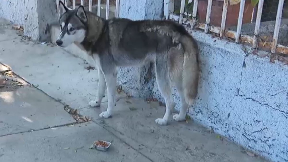 Neighborhood stray dog shot in South LA – NBC Los Angeles