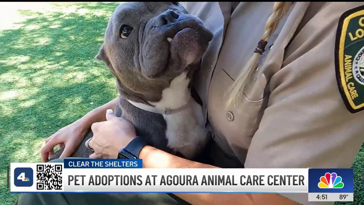 Dozens of pets available for adoption at Agoura Animal Care Center ...